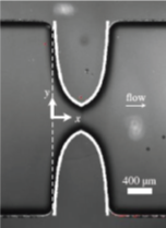 Steady Shear vs. Extensional Deformation